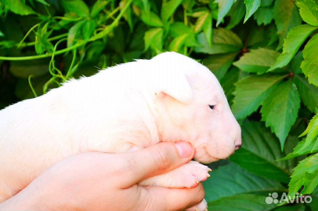 Белый мальчик