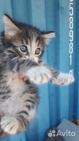 Отдам котёнка мальчика 1 месяц бесплатно