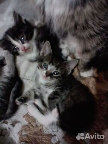 Котики тёплые животики