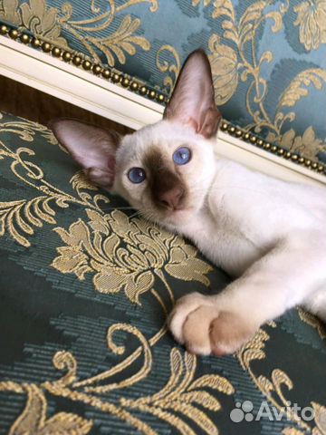 Ориенталы и сиамы