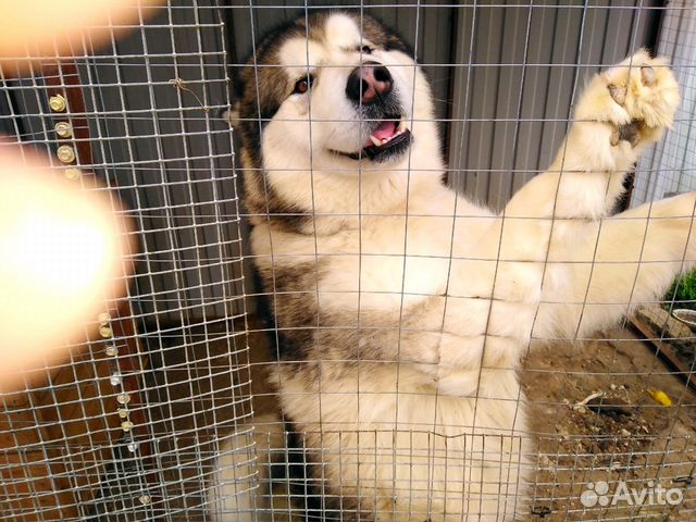 Маламут аляскинский