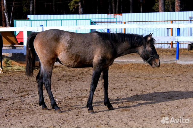 Жеребчик, возможен обмен на пони