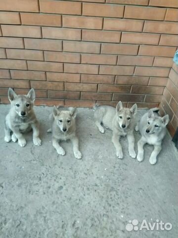 Щенки западно-сибирской лайки