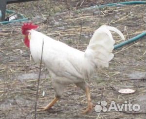Продам петуха