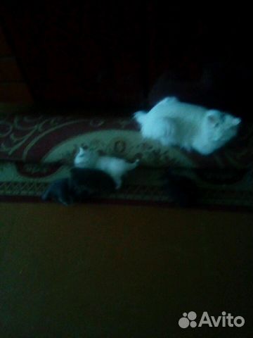 Котята 2мес сибирской кошки