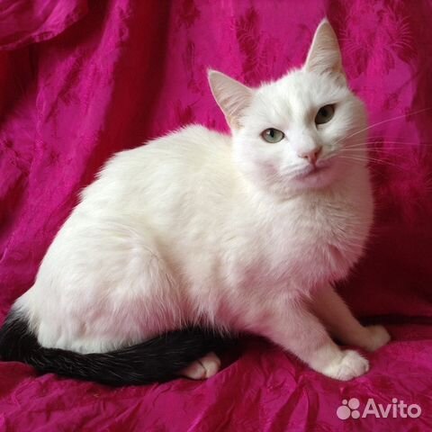 Кошка кошечка