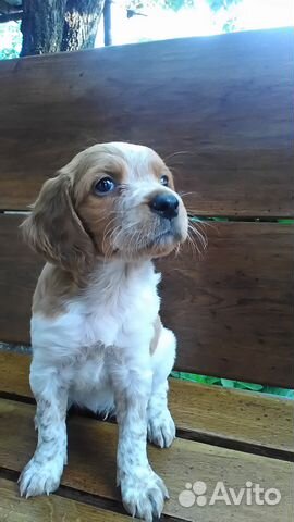 Бретонский эпаньоль, щенки