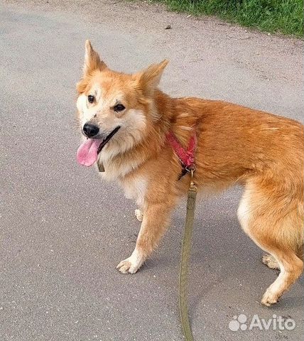 Веня. Небольшой красивый пёс. Бесплатно