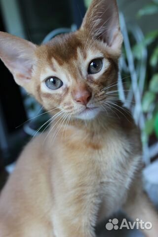 Абиссинец котенок