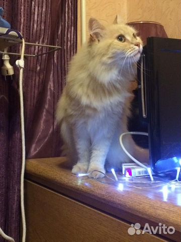 Котик Персик 1,5 года в добрые руки
