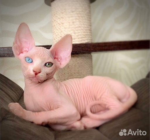 Разноглазый котик Канадский сфинкс