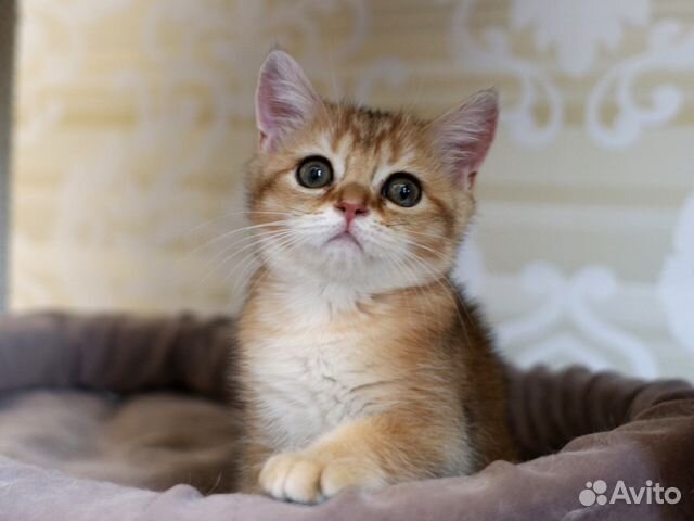 Очень яркий котик страйт окраса золотая шиншилла