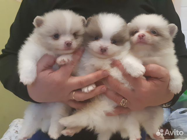 Щенки шпица