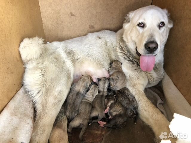 Щенки алабая без документов