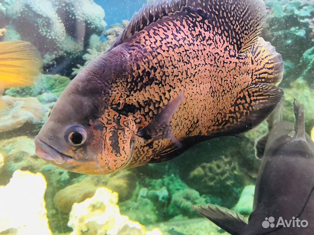 Астранотус