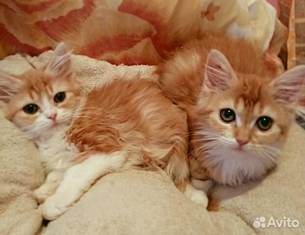 Котята 2мес(приют "Шкода")