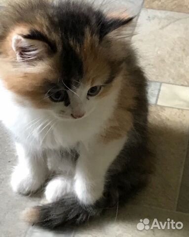 Котята богатки