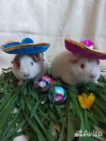 Морские свинки американский тедди