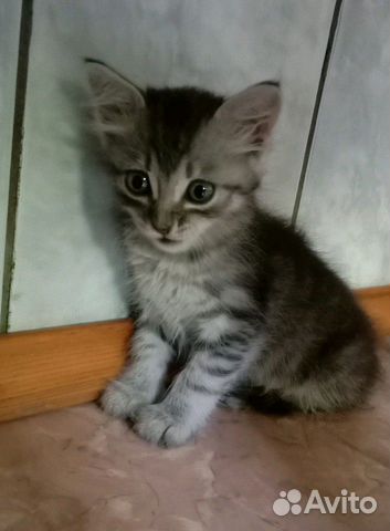 Кошечка полубританка