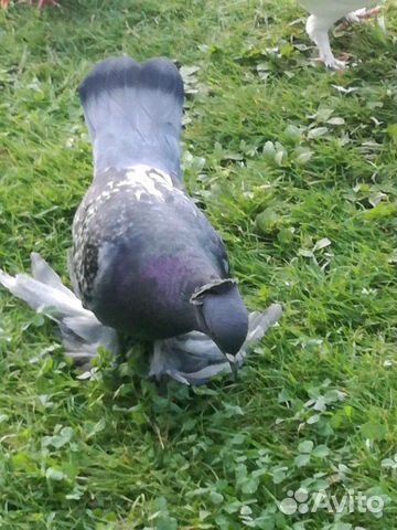 Бойные голуби