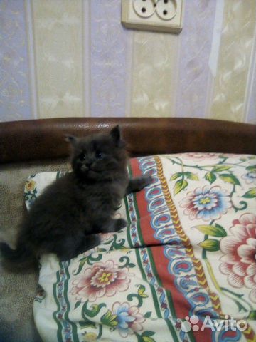 Котята рождение 9 мая,две девочки пушистики,отдают