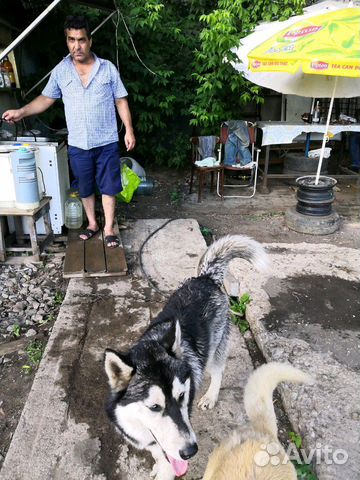 Хаска мальчик, 8 месяцев