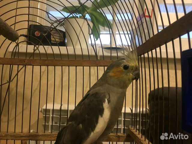 Попугай найден