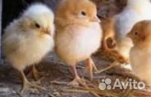 Цыплята несушки, бройлерные, гусят