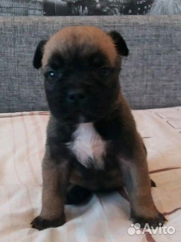 Щенок Ка де бо