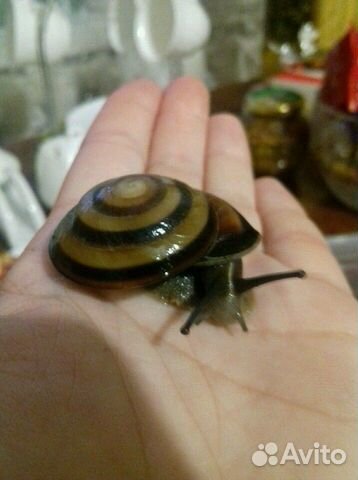 Улитки Лимиколярии и Караколусы