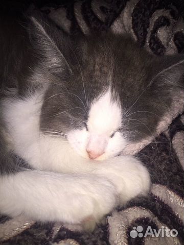 Котенок