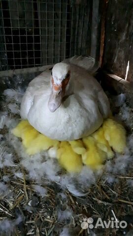 Индоутка с индрутятами