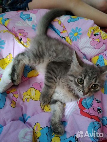 Породистый котёнок