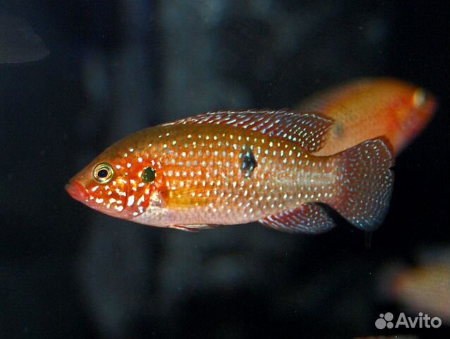 Хромис красавец цихлида аквариумая рыбка