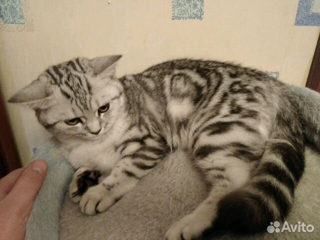 Шотландский одуванчик и плюшик