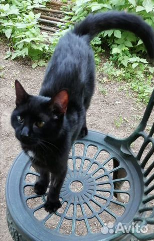 Ищет дом Василиса