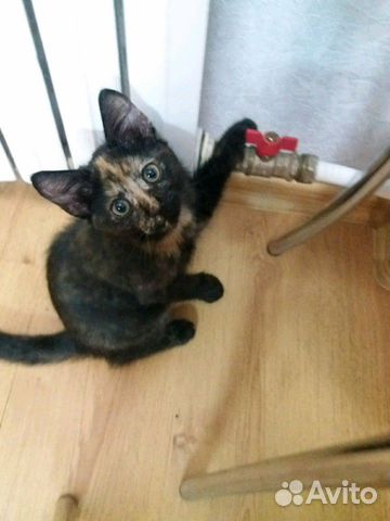 Кому нужна ласковая кошечка
