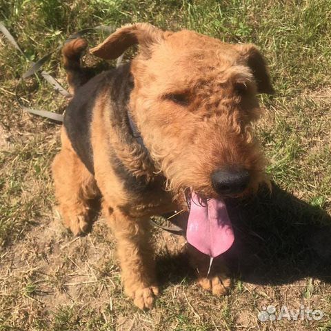 Ищет дом Элвис