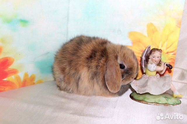 Карликовый декоративный кролик из питомника