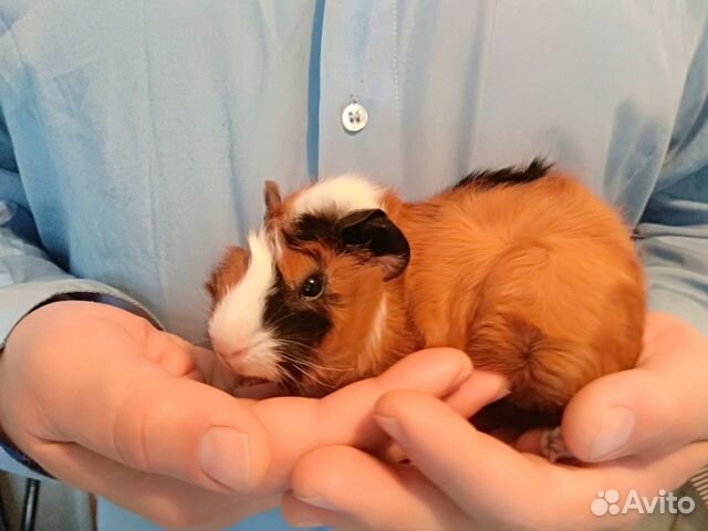 Морская синка мальчик зайчик