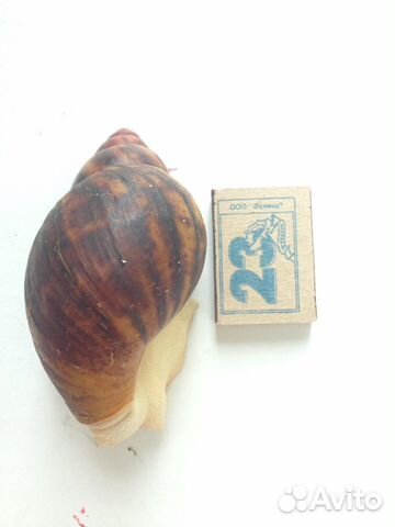 Улитки Ахатин и Виноградные