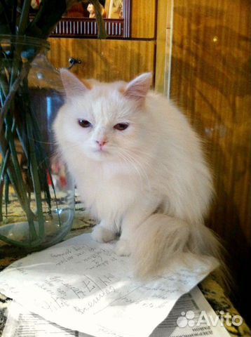 Принцесса-белоснежка, кошка Стеша ищет дом