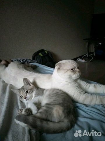 Продается породистый котенок от колор поинта