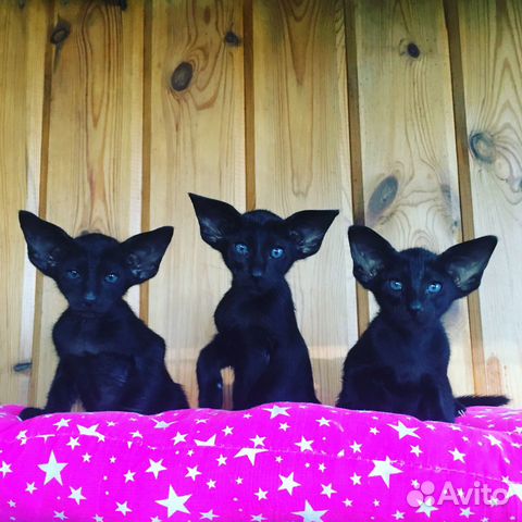 Ориентальные чёрные красавцы