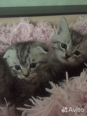 Котята