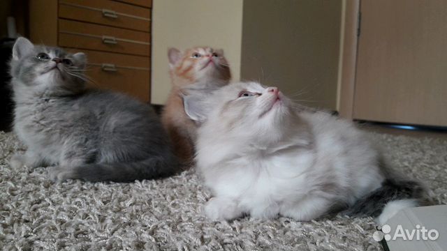 Замурчательные котятки