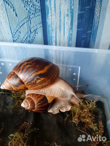 Ахатина-Ахатина Тигр гиганская Улитка