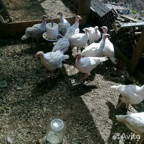 Индюшата, цыплята