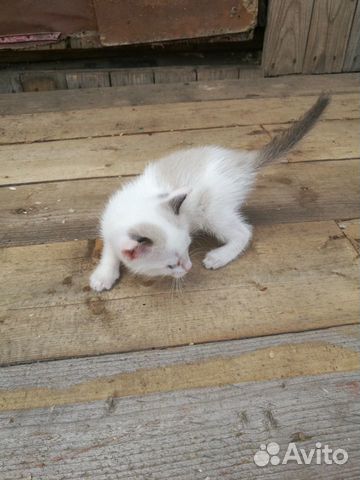 Красивый котенок