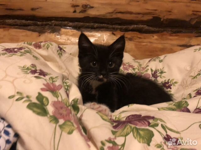 Котёнок ищет дом